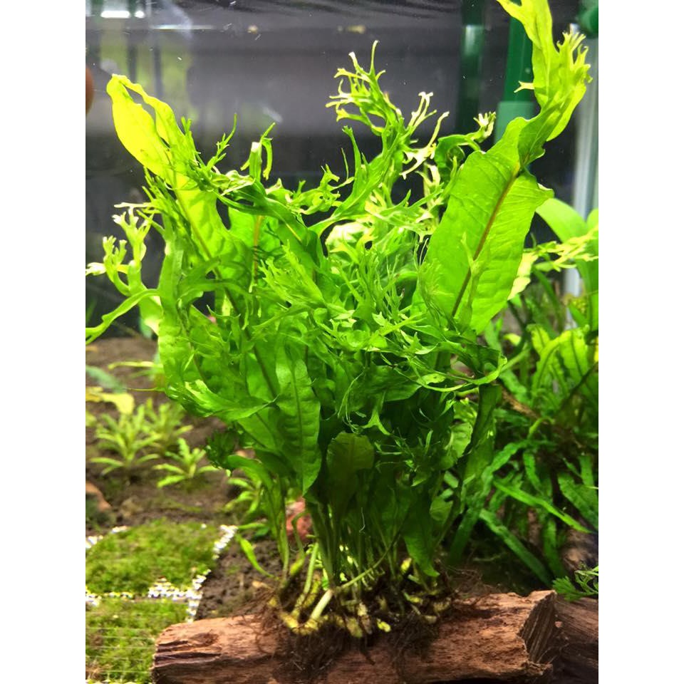 Microsorium Pteropus 'Windelov' wood (Low Tech) | Shopee Malaysia