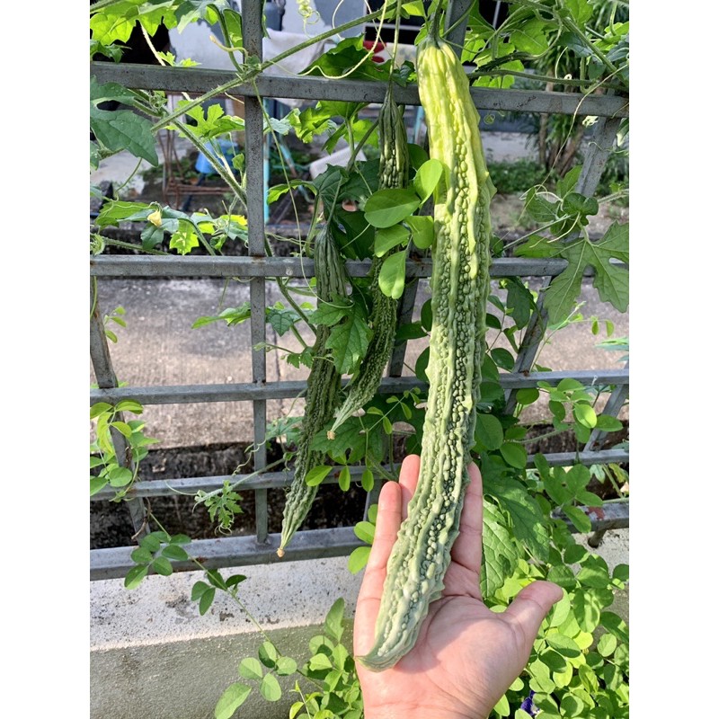 RARE Pokok peria panjang dah berbunga menanti berbuah | Shopee Malaysia