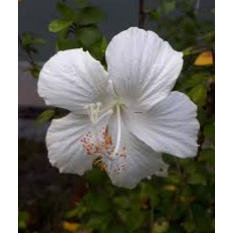 Keratan Batang Bunga Raya Putih/White Hibiscus Cutting | Shopee Malaysia