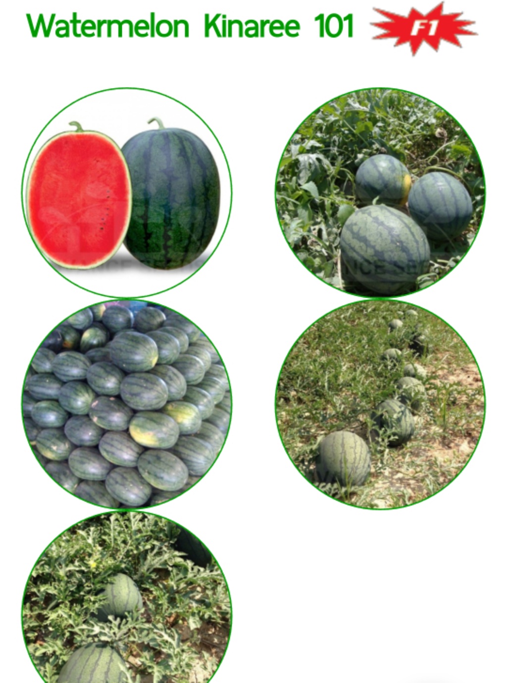 3 biji benih TEMBIKAI KINAREE 101 watermelon seeds repacked | Shopee ...