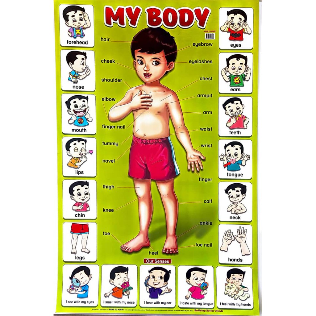 Poster Pendidikan MY BODY | Shopee Malaysia