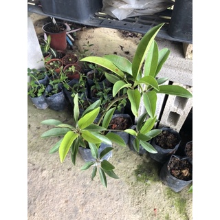 PBN - ciku subang - anak pokok bunga nursery fruit sapling fruits buah ...