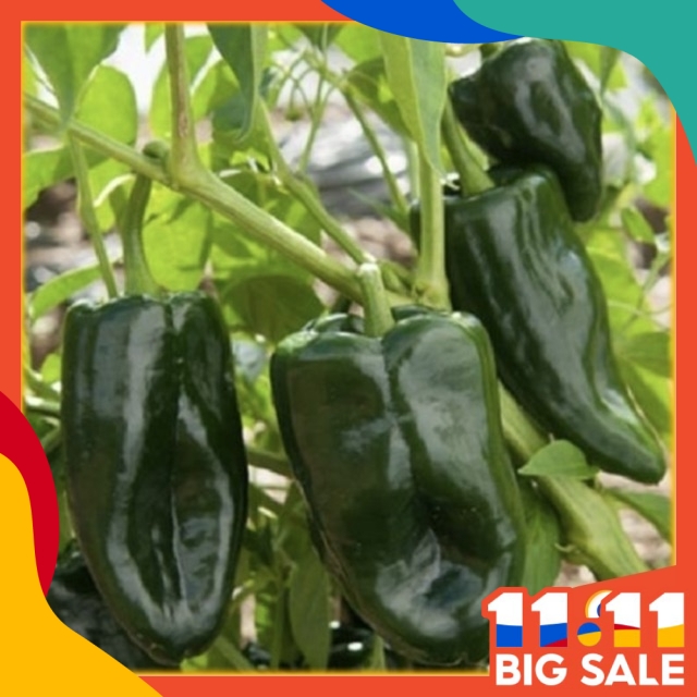 seeds Italian Pablano Cili gemuk sesuai utk sayur dan solok | Shopee ...
