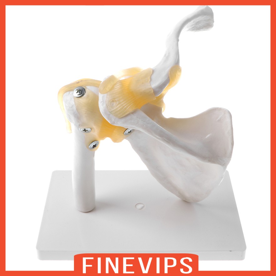 1:1 Human Functional Human Shoulder Joint w/ Ligament Skeleton Model ...
