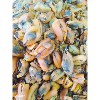 Isi Siput Kupang (Gred A) Hasil Laut Terbaik | Shopee Malaysia