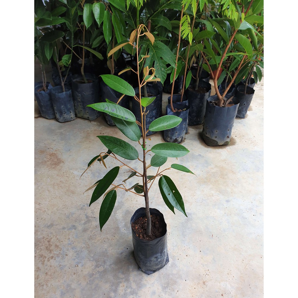 Anak Pokok Durian 101 (Kahwin) | Shopee Malaysia