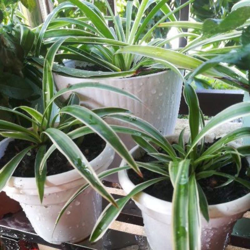Anak pokok bunga sulur/Spider plant/indoor/outdoor. | Shopee Malaysia