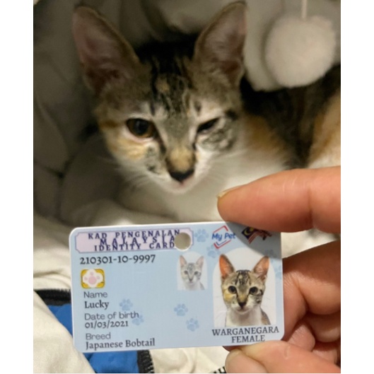 Pet Cat Dog Identity Card IC ID Rabbit Hamster Iguana Hedgehog Sugar ...