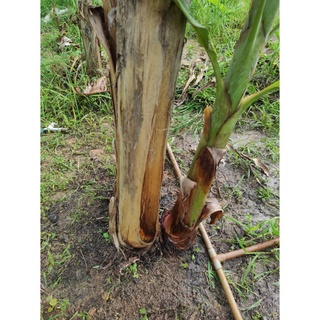 POKOK PISANG NANGKA SULUR | Shopee Malaysia
