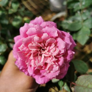 Jualan ros keratan batang | bunga rose | flower | pokok bunga ros duri ...