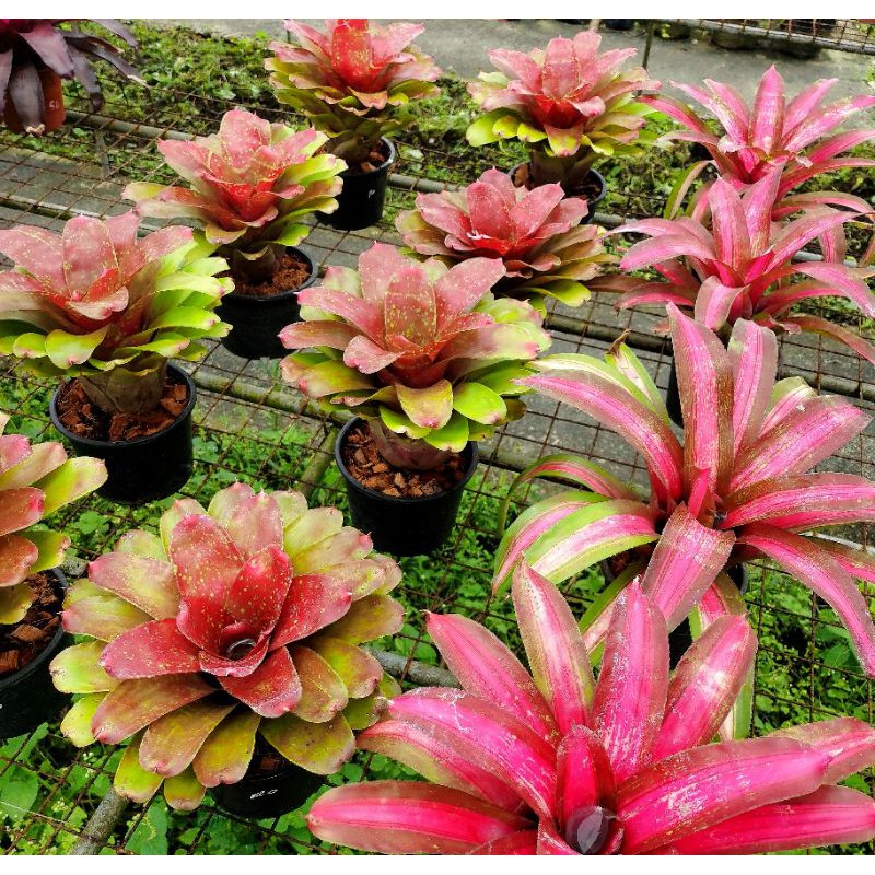 Bromeliad Live Plant, Pokok Bromeliad Hidup 15cm Pot Size | BeeCost