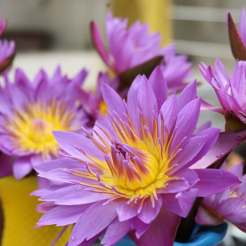 Egyptian blue Lotus Flowers (3g) | Shopee Malaysia