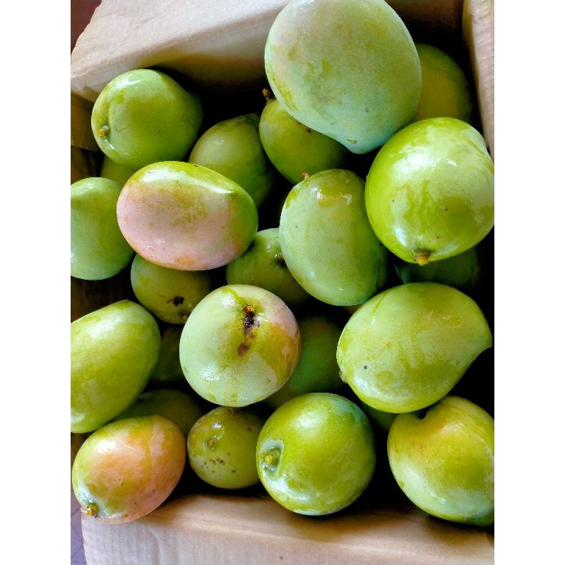 (Order Baru Petik)Pelam Epal segar mangga sedap murah 1.5kg | Shopee ...