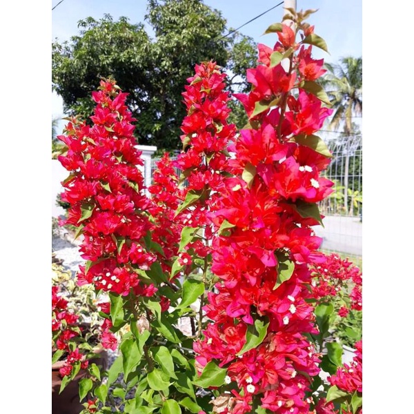 Bougainvillea Bunga Kertas Ekor Musang Merah Shopee Malaysia
