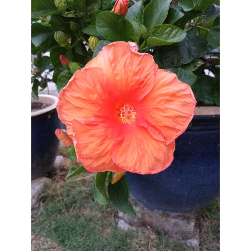 Anak Pokok Bunga Raya Hybrid / Hibiscus Hybrid (East Malaysia tak ship ...