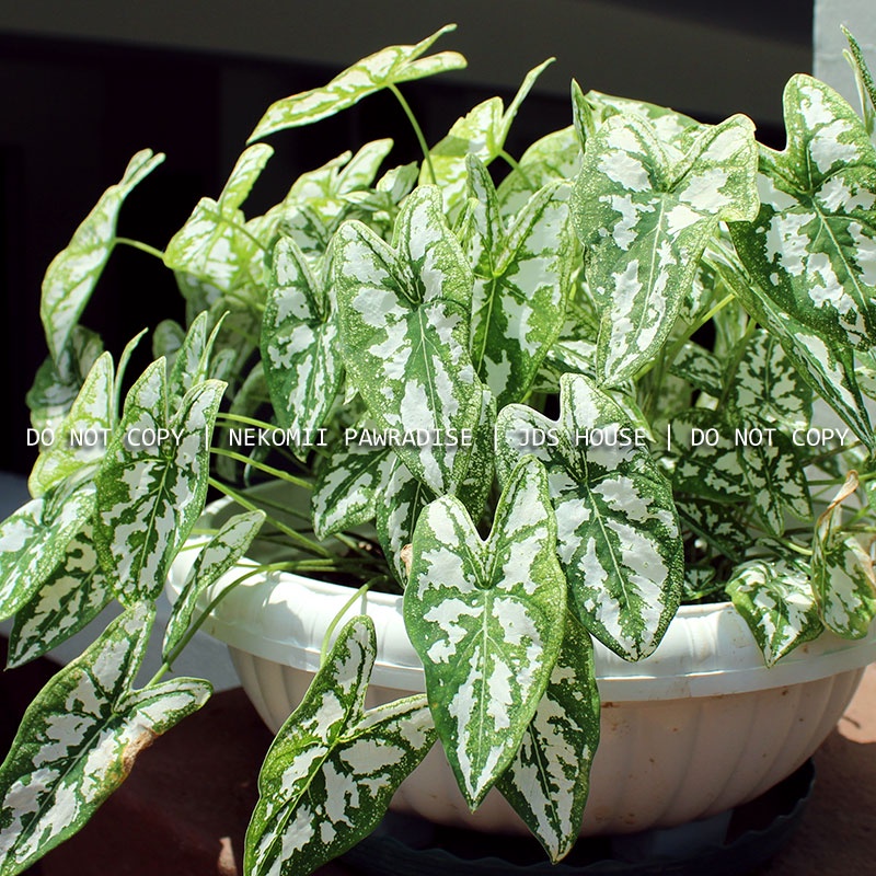 Caladium Bicolor Coleus Daun Keladi Liliput Pokok Ati Live Plant Bunga ...