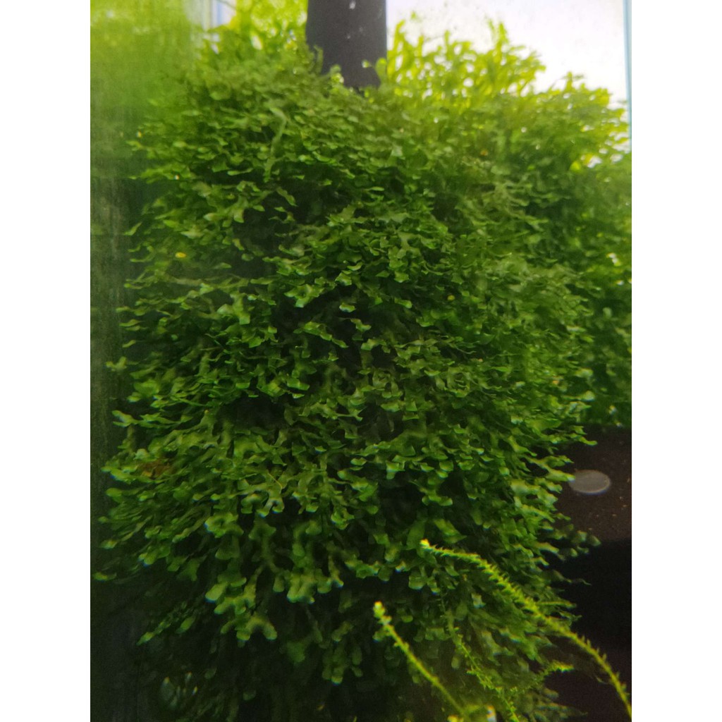 Pelia Moss , Monosolenium Tenerum (Aquatic Plant / Aquarium) | Shopee ...