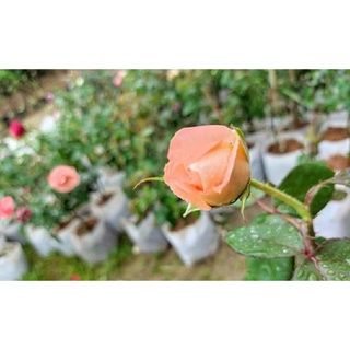 ROS THAI/SIAM ROSE OUTDOOR PLANT TAHAN PANAS HUJAN WANGI BUNGA BESAR POKOK HIDUP MURAH | Shopee ...