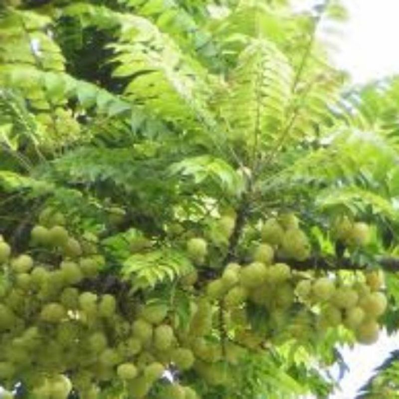 Anak Pokok Cermai / Cermai | Shopee Malaysia