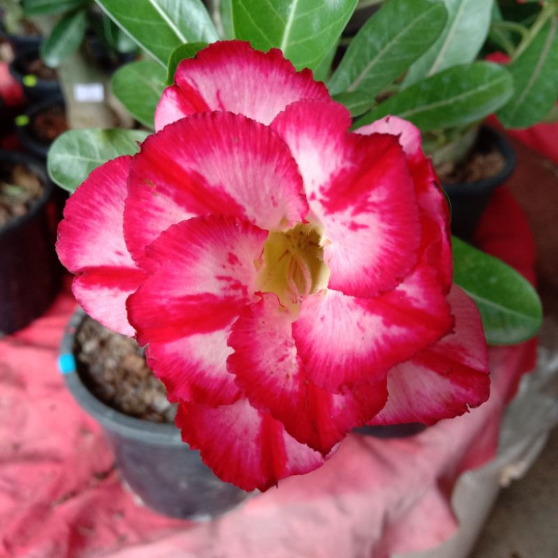 pokok bunga kemboja double(warna seperti dalam gambar) | Shopee Malaysia