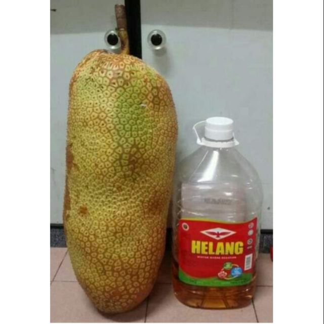 Pokok Cempedak King, Buah Jumboo saiz | Shopee Malaysia