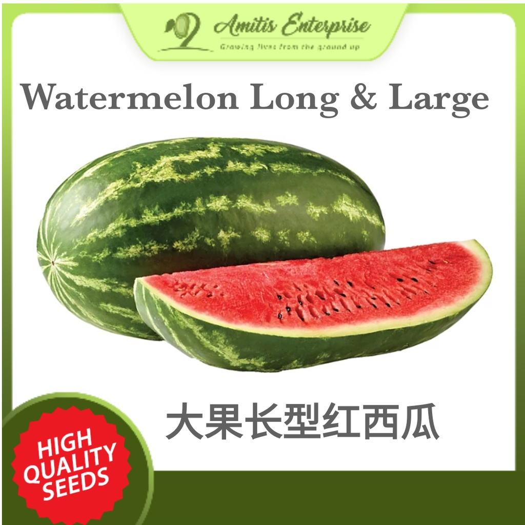 12 seeds Watermelon Long & Large Grow up to 10 KG per piece Full ...