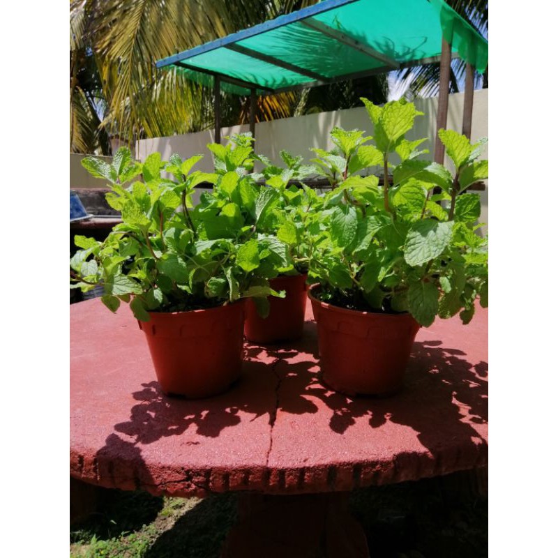 HERB POKOK PUDINA TREE BESAR BERPASU | Shopee Malaysia