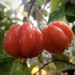 Anak Pokok Cermai Mekah Surinam Ceri Cherry Cermai Belanda Cermai Merah ...