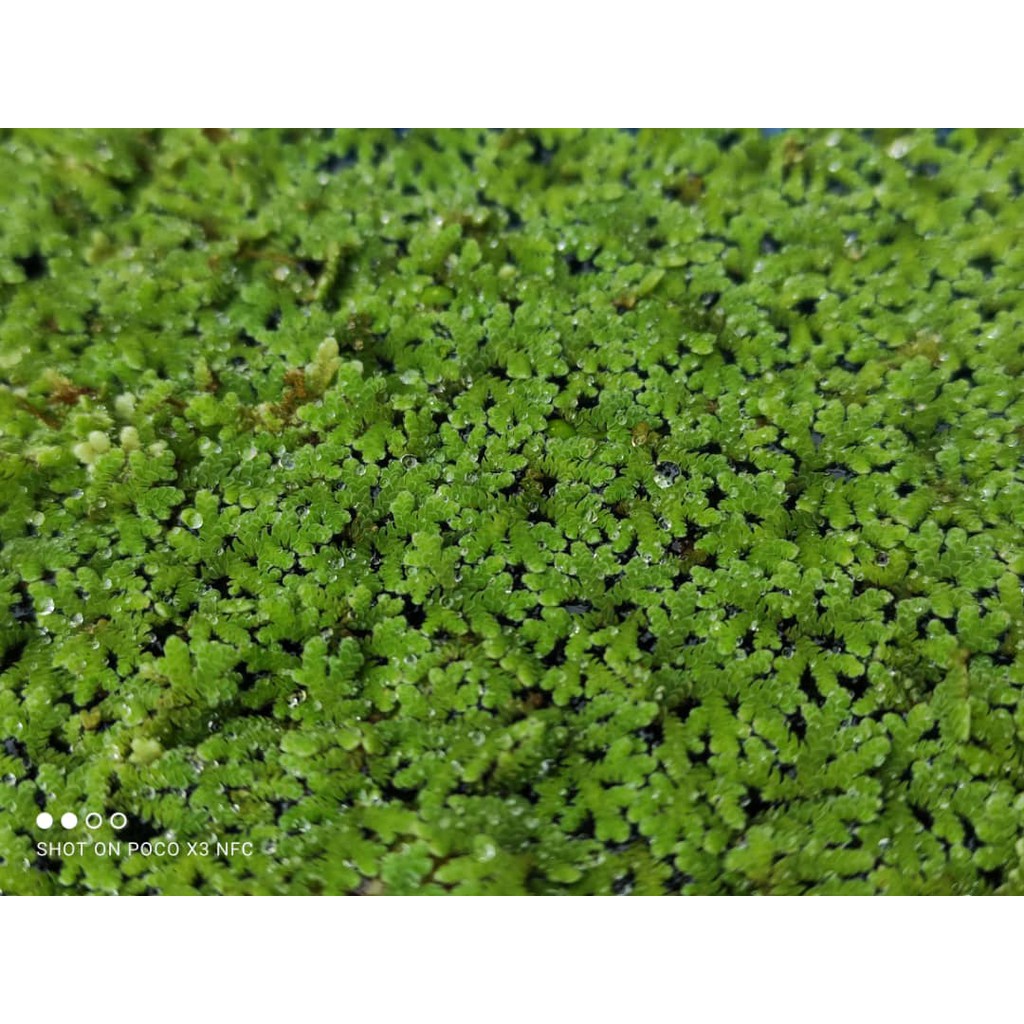 Mosquito ferns Azolla Duckweed Fairy moss/floating plant/ tumbuhan air ...