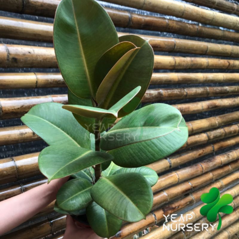 FICUS ELASTICA SOFIA_RUBBER PLANT_SINGLE STEM | Shopee Malaysia