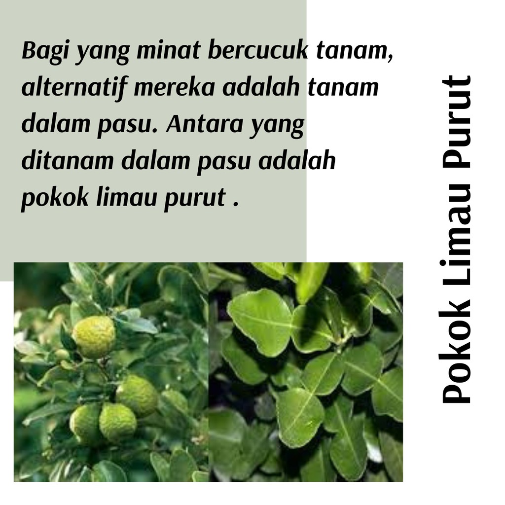 (Real Plant) Pokok Limau Purut anak pokok kaffir lime citrus | Shopee ...