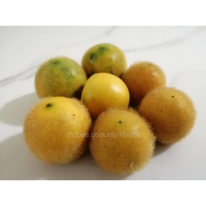 Biji Benih Terung Asam @ Terung Bulu. 1 SUDU | Shopee Malaysia