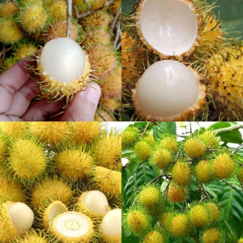 anak pokok rambutan gading hybrid/kawin tinggi 3kaki | Shopee Malaysia