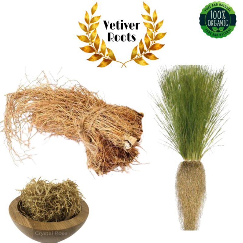 100% Natural India Khus Root/Vetiveria/Zizanioides/Vetiver/Vettiver ...