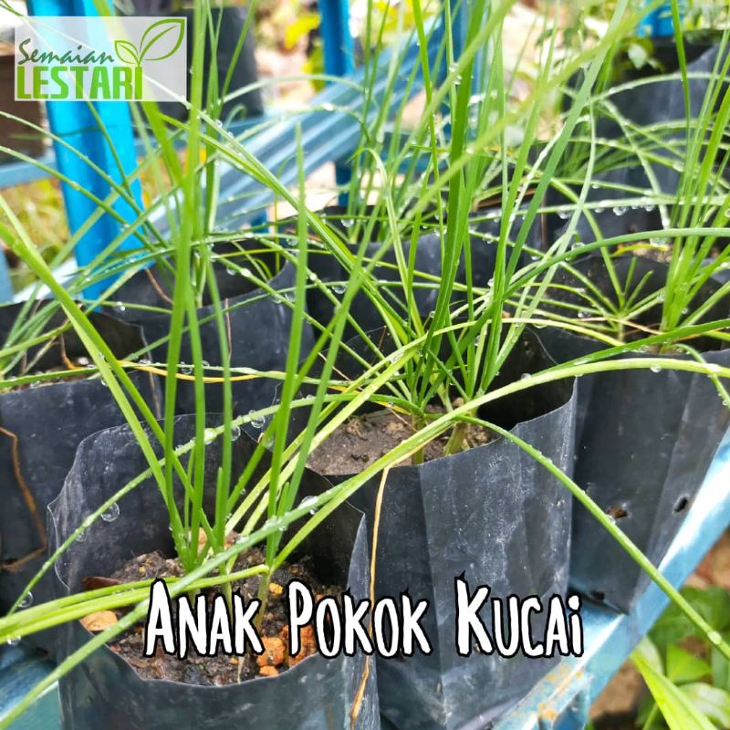 Anak Pokok Kucai (Semaian Biji Benih) | Shopee Malaysia