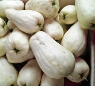 ANAK POKOK JAMBU SUSU, POKOK RARE YANG JARANG DI TEMUI PADA MASA KINI ...