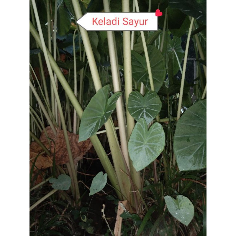 Keladi Sayur (Sepokok) | Shopee Malaysia