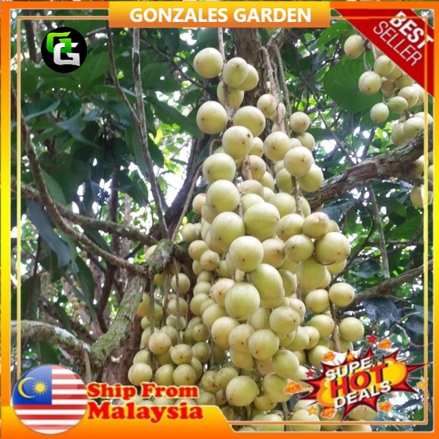 Anak Pokok Rambai Hybrid | Shopee Malaysia