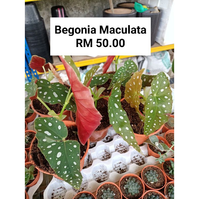 Pokok Begonia Maculata | Shopee Malaysia