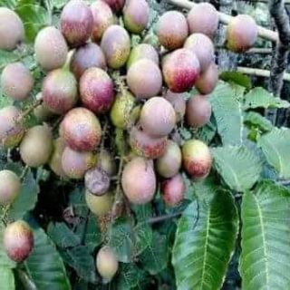 Anak Pokok Buah Matoa (3 Rasa) Longan Kristal Rasa Rare | Shopee Malaysia