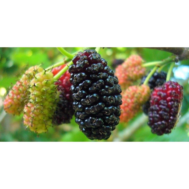 Pokok Mulberry ( 1 Keratan ) | Shopee Malaysia