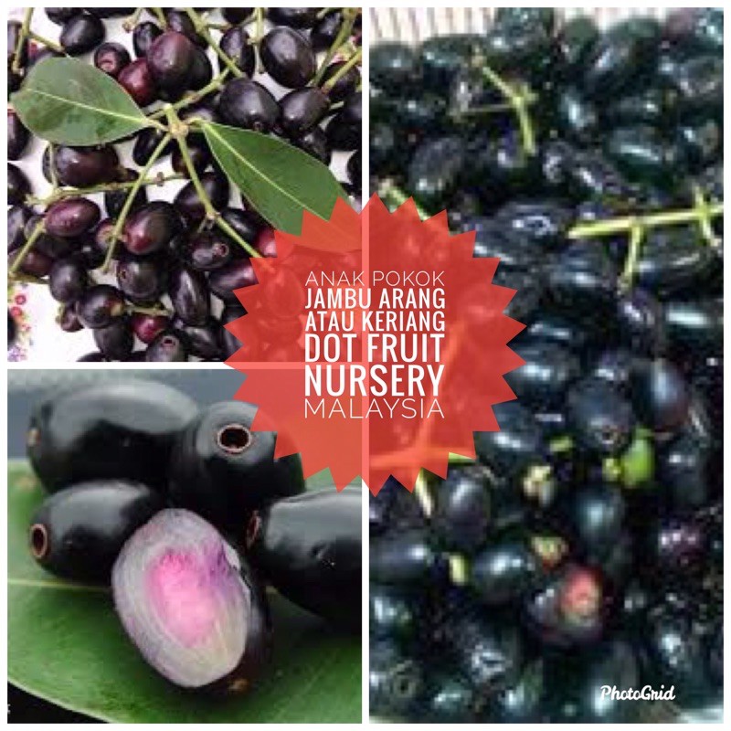 Anak pokok jambu arang atau keriang dot | Shopee Malaysia