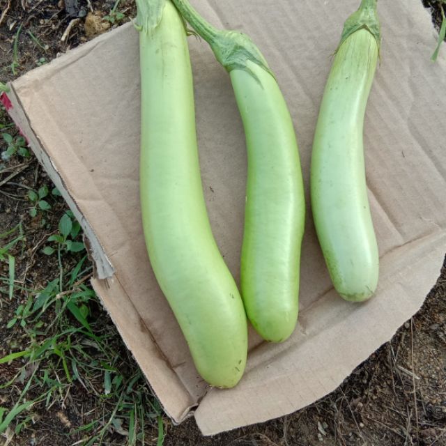 Terung Hijau panjang (25 seeds) | Shopee Malaysia