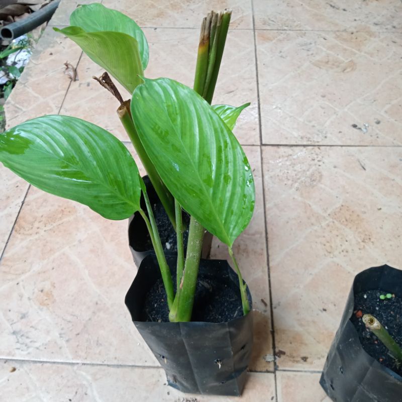 Anak pokok lerek dalam polibag. | Shopee Malaysia