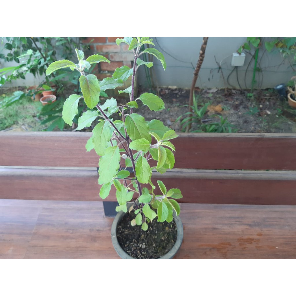 Tulsi Kemangi Merah / Red Holy Basil - Pokok Hidup / Live Plant (Ocimum ...