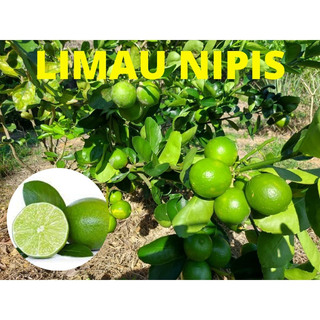 Air limau nipis Thailand 500ml Ready stock | Shopee Malaysia