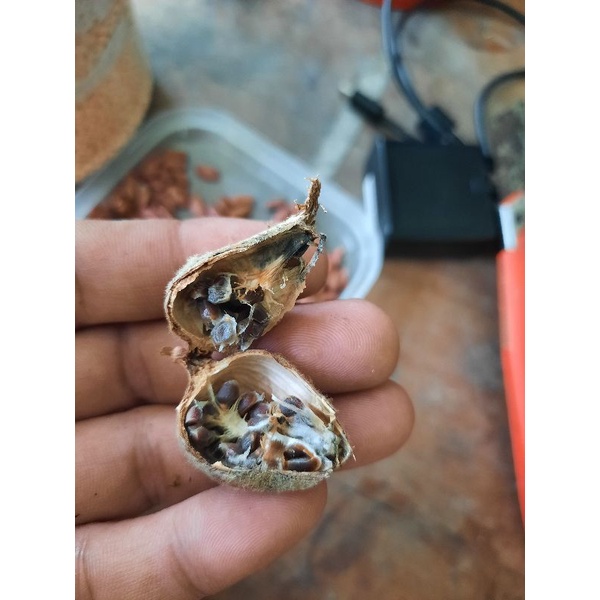 Biji Benih Bunga Kantan | Shopee Malaysia