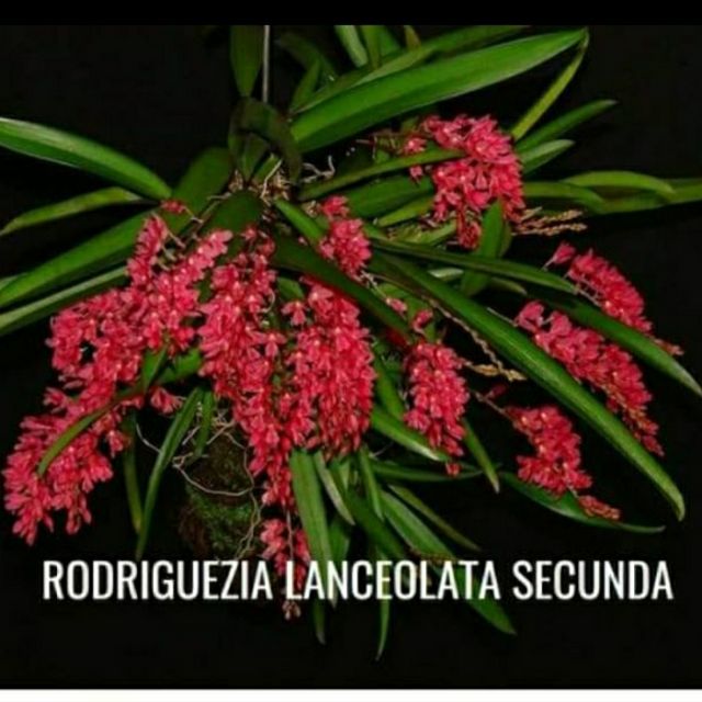 Rodriguezia lanceolata. Orkid hutan. orkid mini merah | Shopee Malaysia