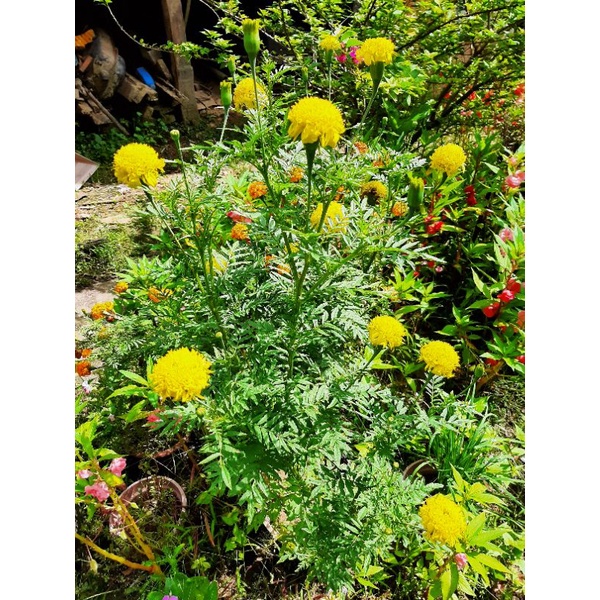 LIVE PLANT Bunga Tahi ayam/marigold kuning/oren (2 pokok random ...