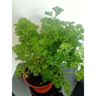 Pokok Parsley ( pokok pasli ) Petroselinum | Shopee Malaysia
